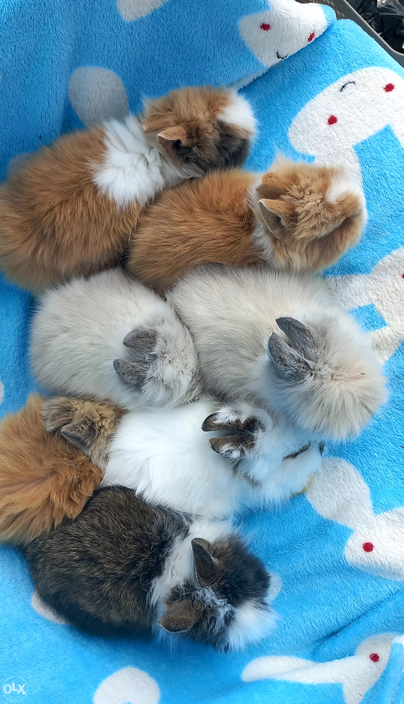 Lavlja glava patuljasti kunic kunici zec zecevi zecici - Kunići - OLX.ba