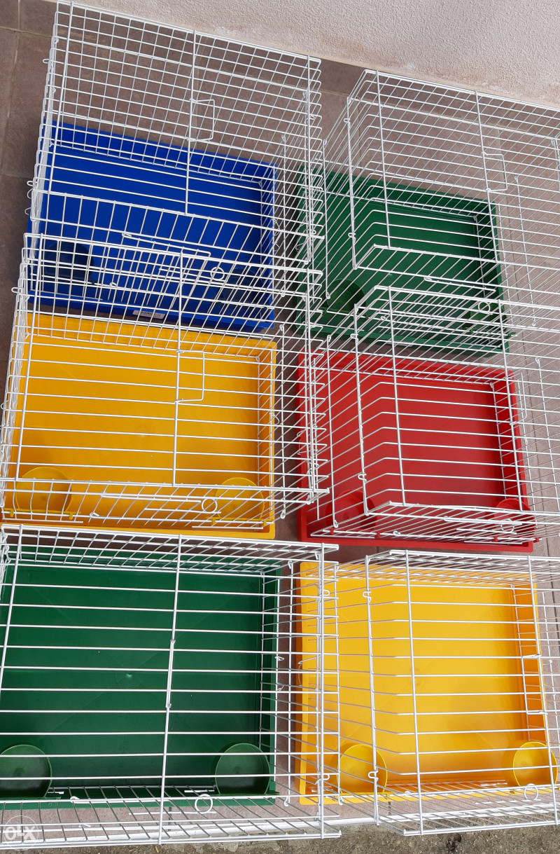 Lavlja glava patuljasti kunic kunici zec zecevi zecici - Kunići - OLX.ba