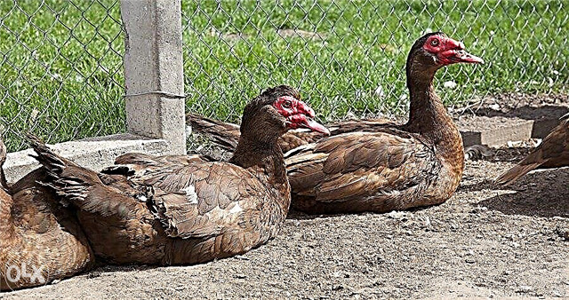 Mosusna Patka Par Mutava Plovka - Patke - OLX.ba