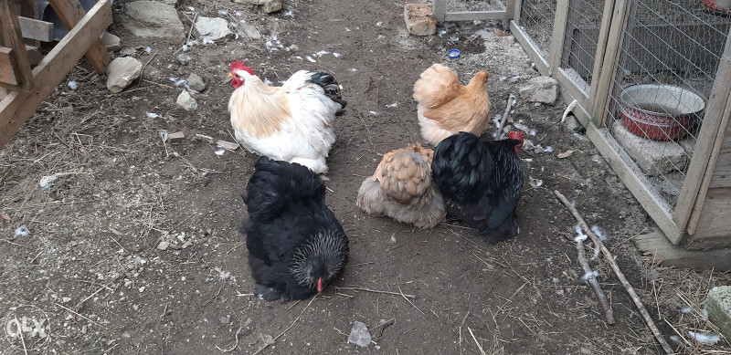 Ukrasne koke - Kokoške - OLX.ba