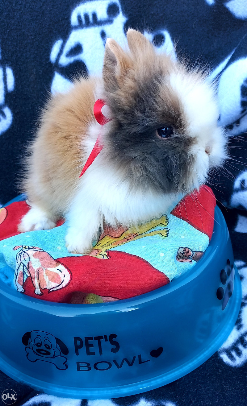 Lavlja glava patuljasti kunic kunici zec zecevi zecici - Kunići - OLX.ba