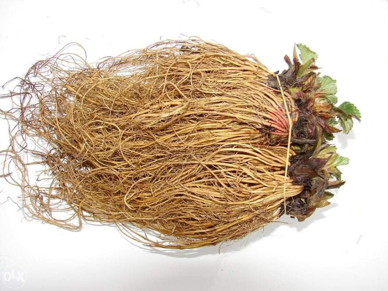 Prodaja sadnica jagode FRIGO-orginal sadnica - Sadnice - OLX.ba