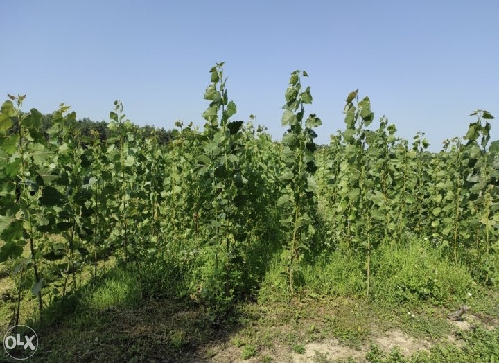 Sadnice kanadske topole - Moj dom - Sadnice - Donji Žabar - OLX.ba