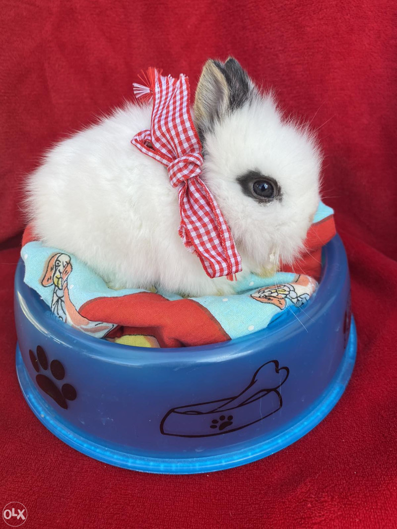 Patuljasti kunici lavlja glava kunic zec zeko zecevi - Kunići - OLX.ba