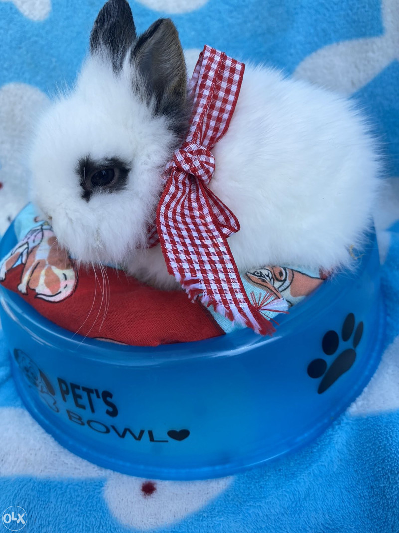 Patuljasti kunici lavlja glava kunic zec zeko zecevi - Kunići - OLX.ba