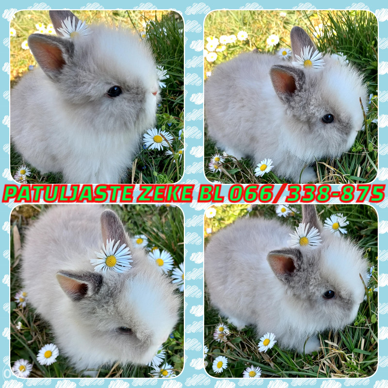 Lavlja glava patuljasti kunic kunici zec zecevi zecici - Kunići - OLX.ba