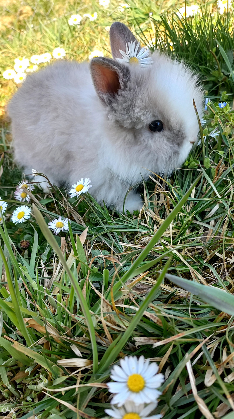 Lavlja glava patuljasti kunic kunici zec zecevi zecici - Kunići - OLX.ba