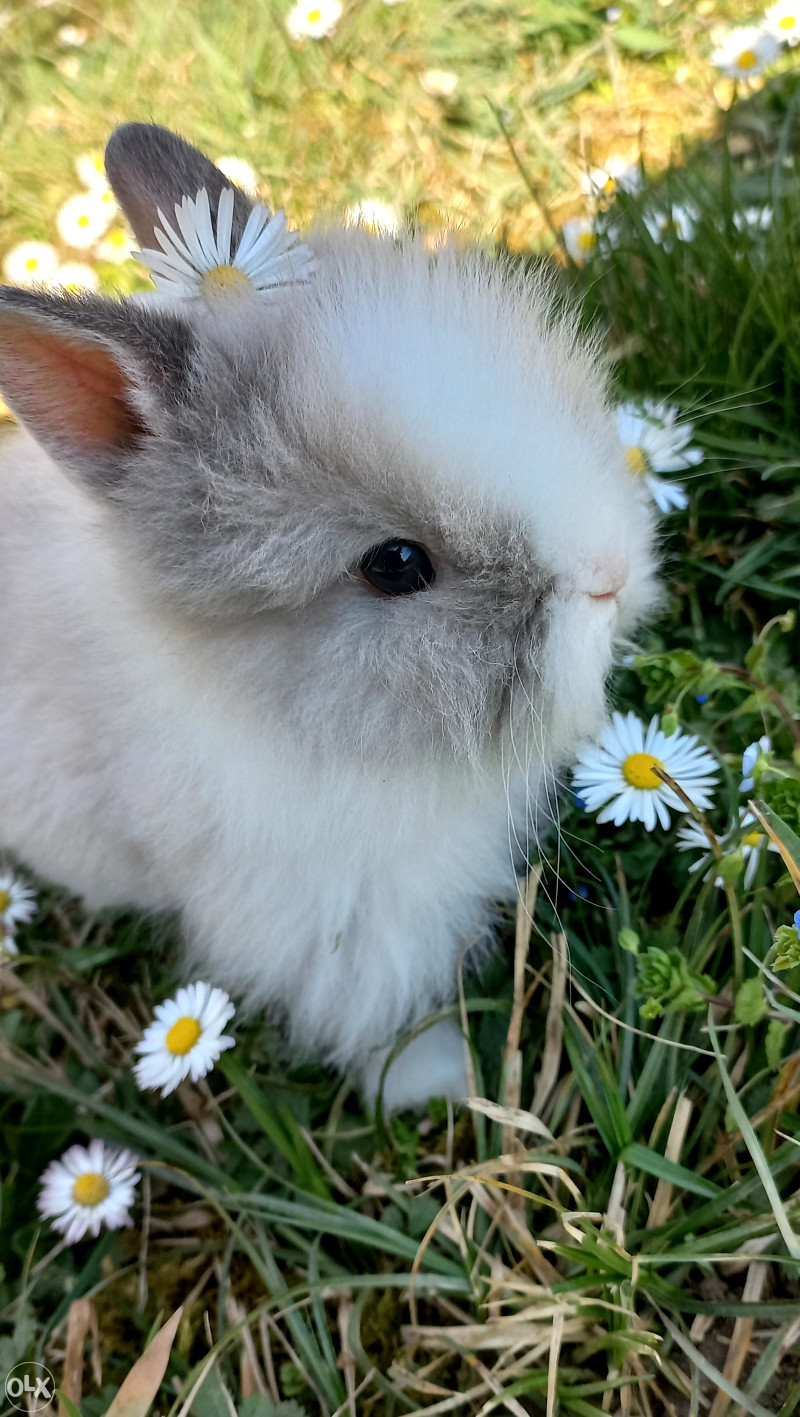 Lavlja glava patuljasti kunic kunici zec zecevi zecici - Kunići - OLX.ba
