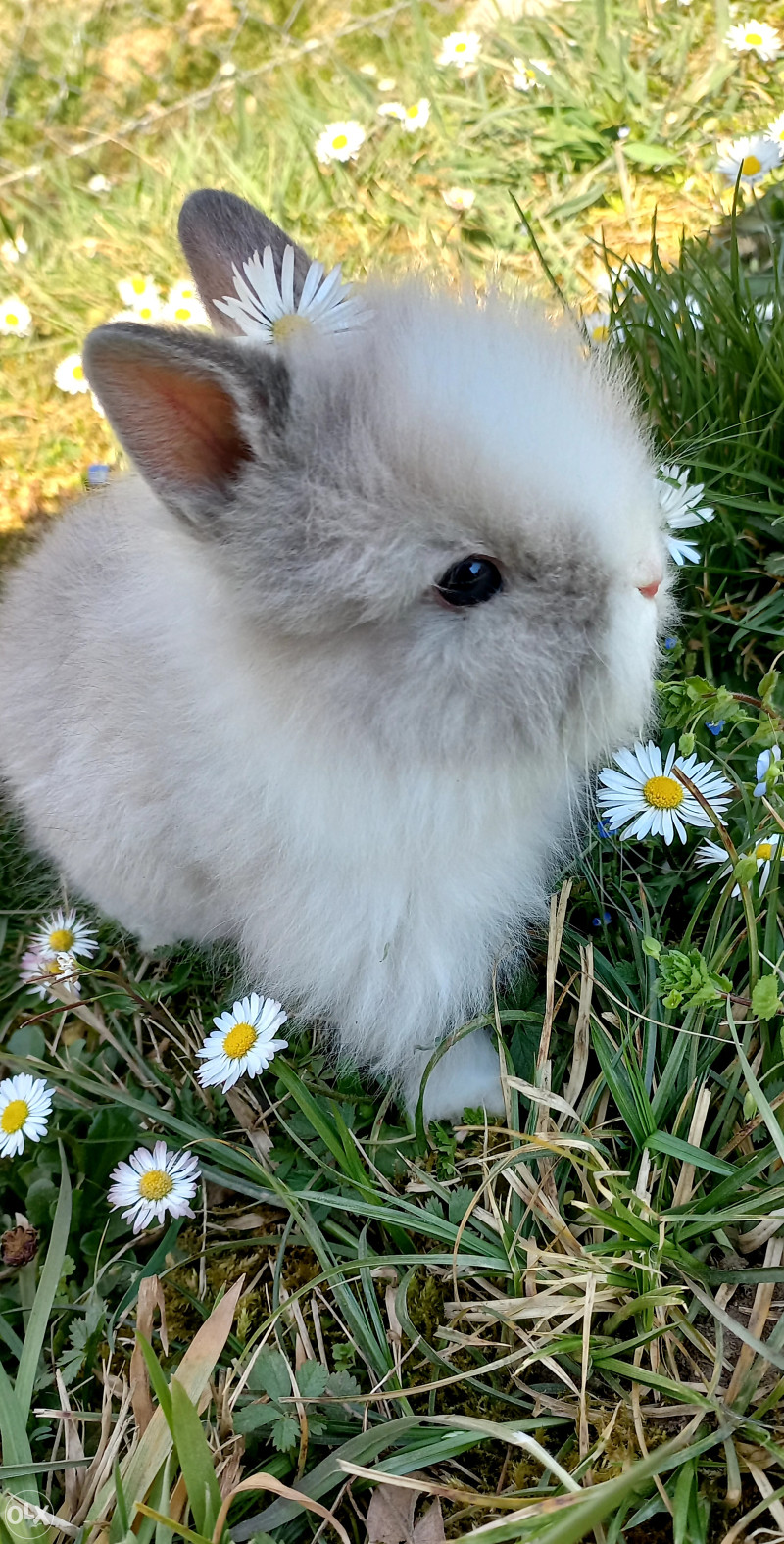 Lavlja glava patuljasti kunic kunici zec zecevi zecici - Kunići - OLX.ba