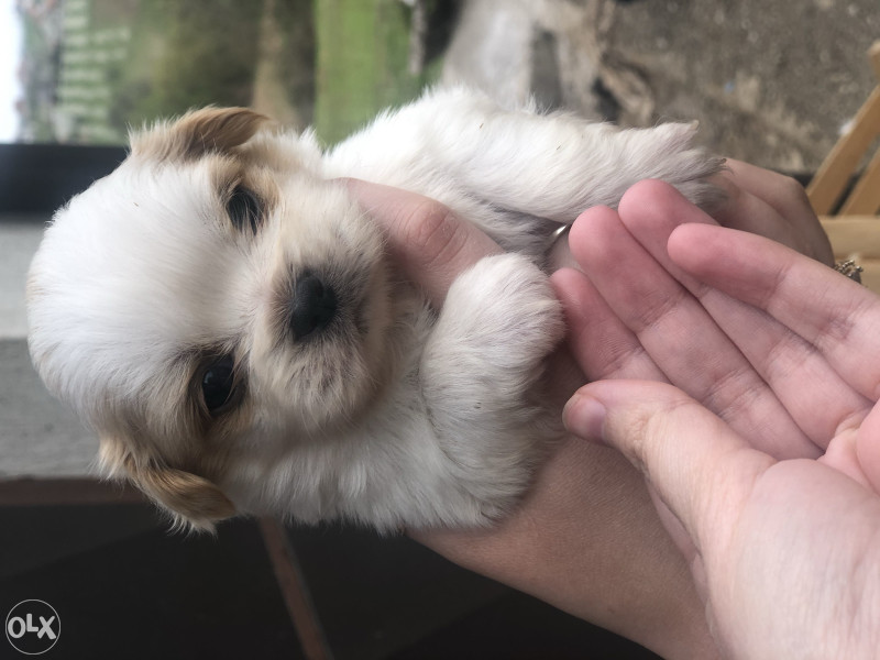 Pekinezer muško štene japanski čin pekinezeri - Psi i Štenad - OLX.ba