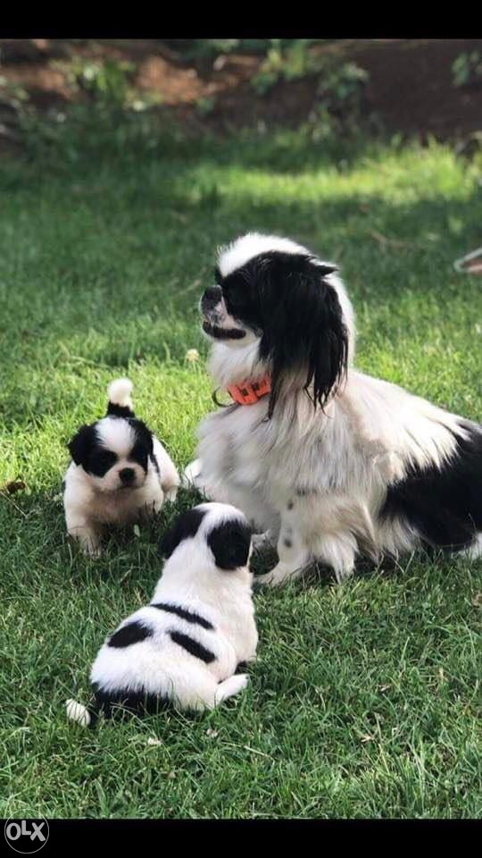 Pekinezer muško štene japanski čin pekinezeri - Psi i Štenad - OLX.ba