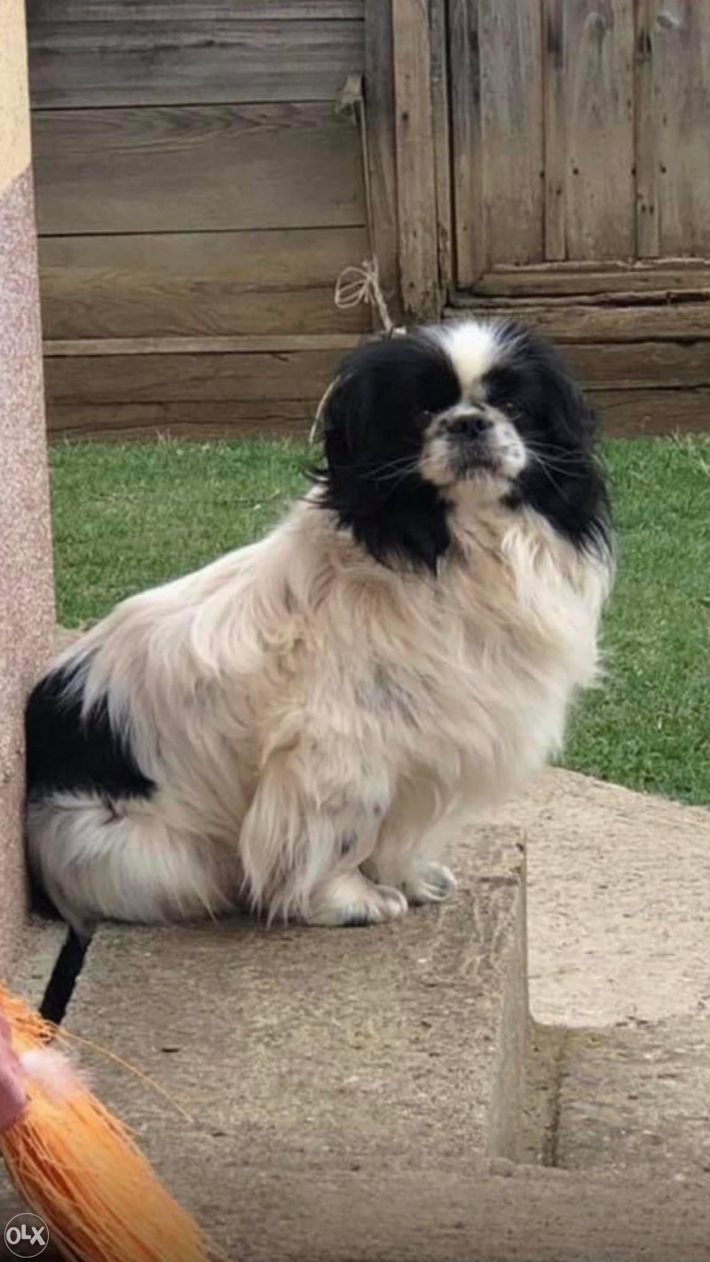 Pekinezer muško štene japanski čin pekinezeri - Psi i Štenad - OLX.ba