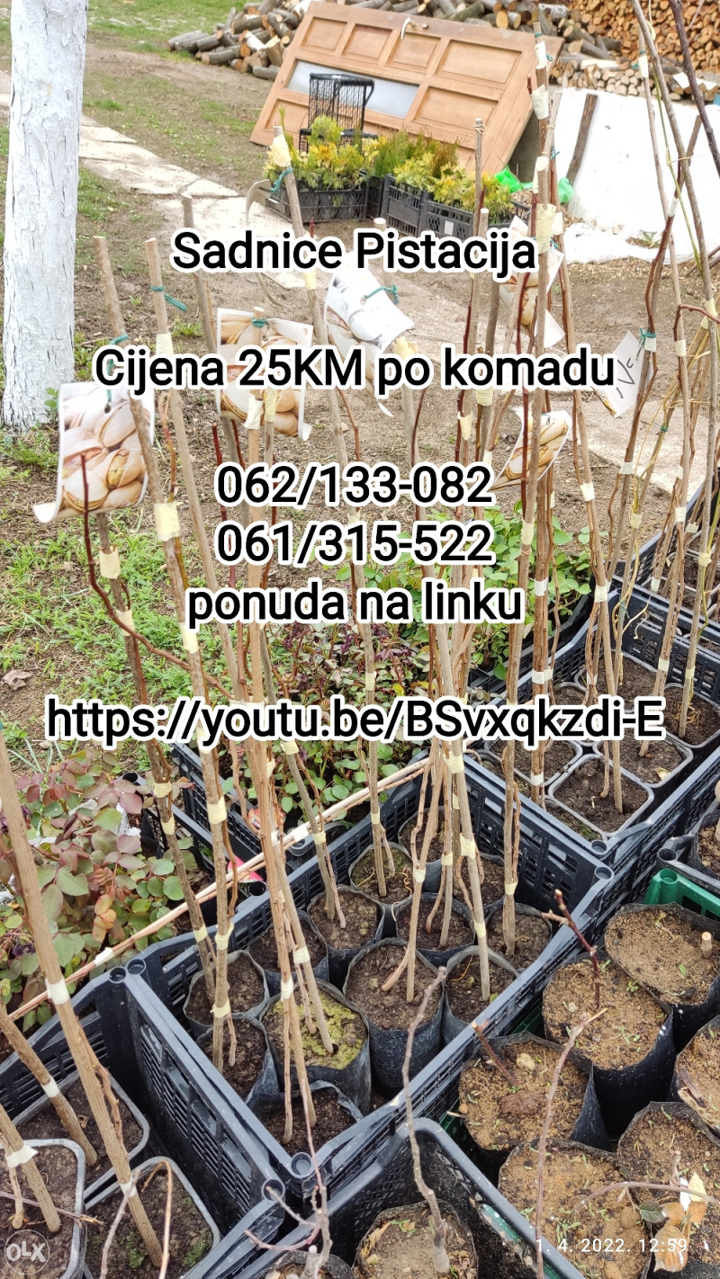 Sadnice pistacija, pistacije, pistaći, sadnica pistaća - Sadnice - OLX.ba