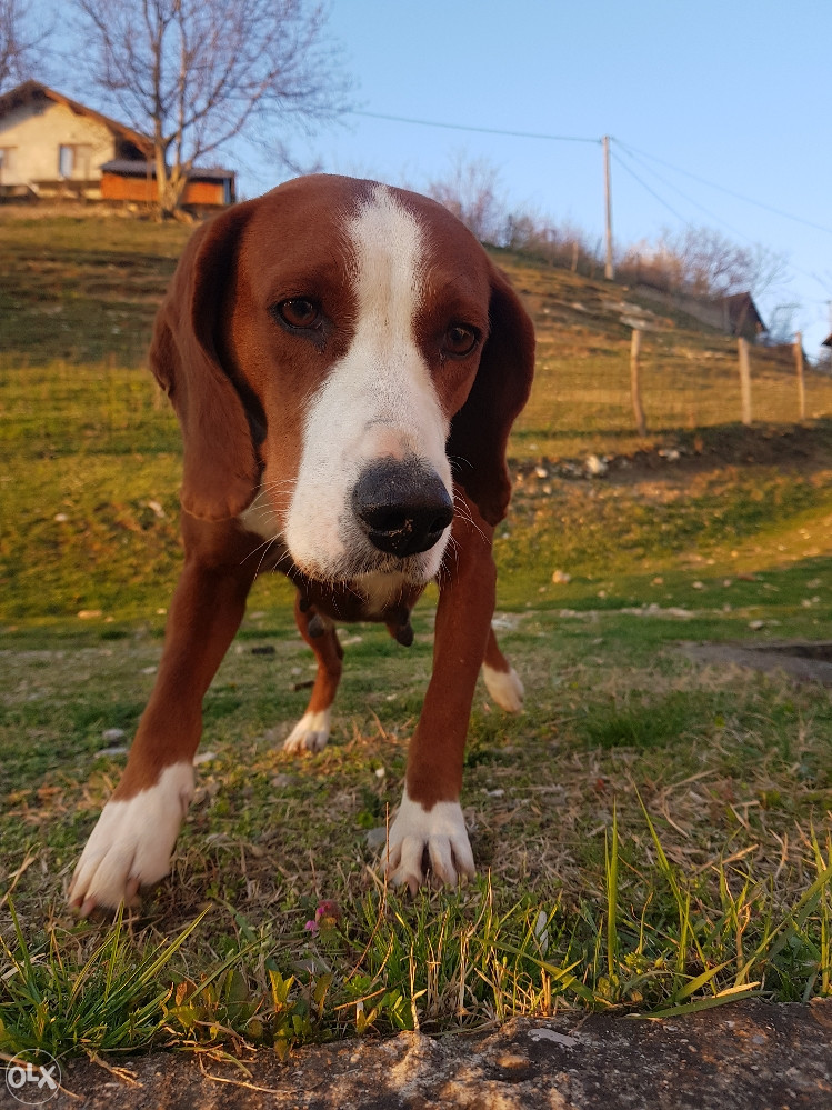 Lovacki Pas trobojac ženka - Psi i Štenad - OLX.ba
