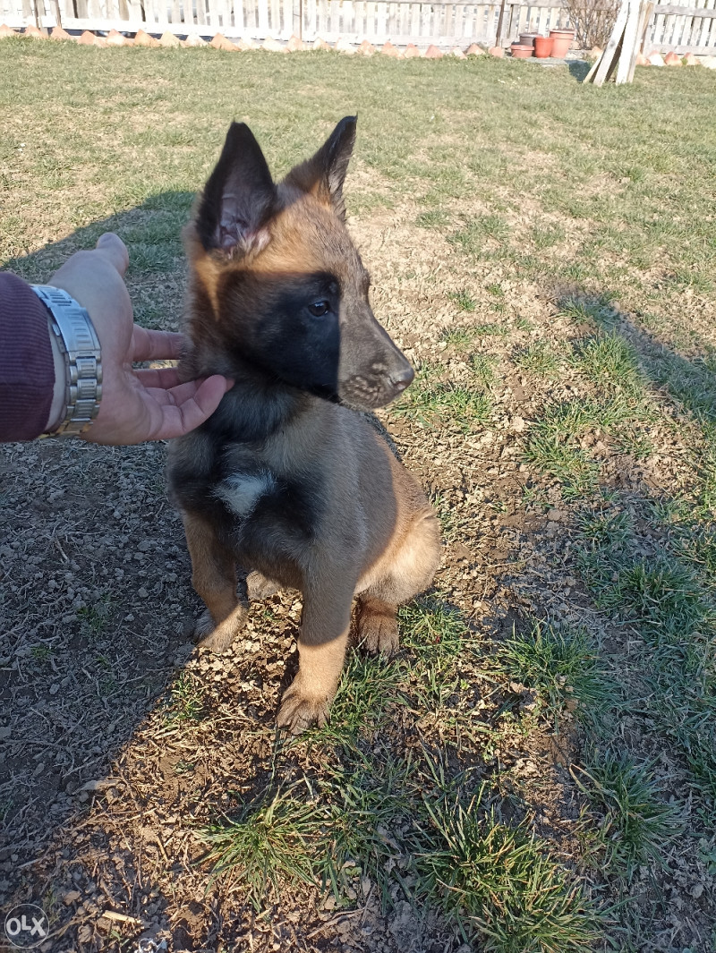 Belgijski ovcar malinoa stene - Psi i Štenad - OLX.ba