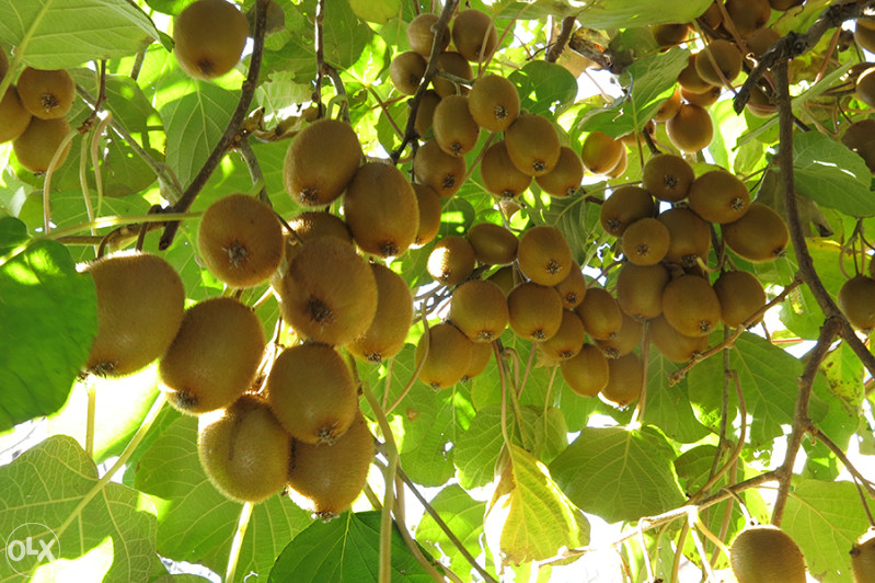 SADNICE KIVIJA - KIVI - Sadnice - OLX.ba