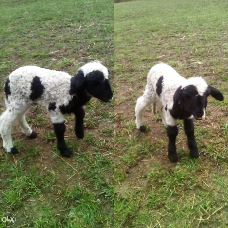 Pitance i blizne - Ovce - OLX.ba