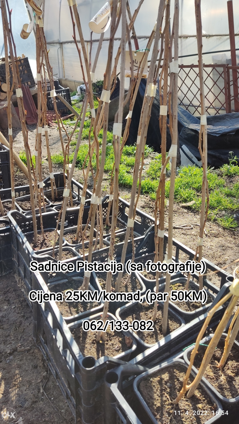 Sadnice pistacija, pistacije, pistaći - Sadnice - OLX.ba