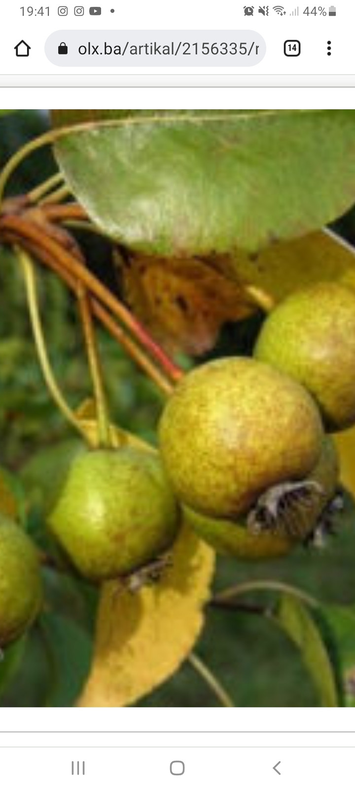 Divlja kruska rakija - Hrana i piće - Rakije - Banja Luka - OLX.ba