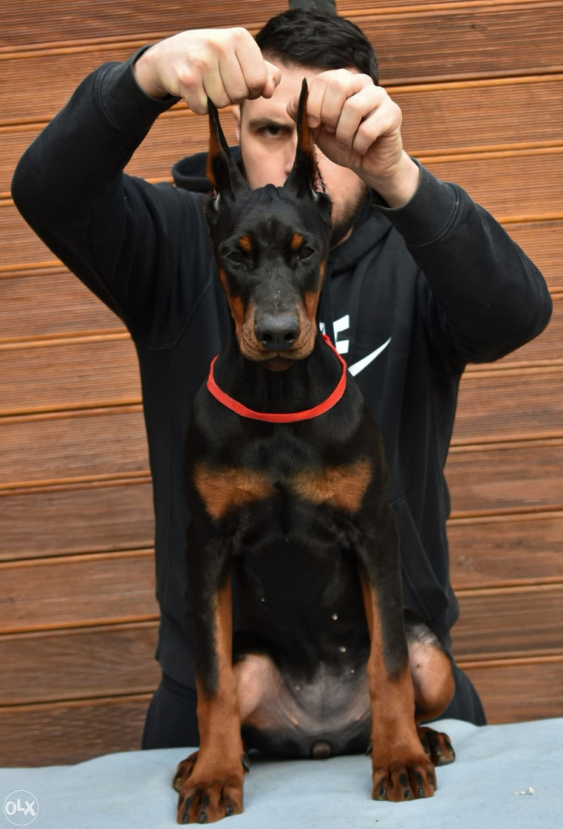 Doberman stene - Psi i Štenad - OLX.ba