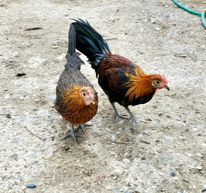 Ukrasne koke / feniks - Kokoške - OLX.ba