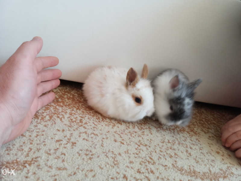 Poklon za uskrs vaskrs iznenadjenje kunic zeko zec - Razni pokloni - OLX.ba