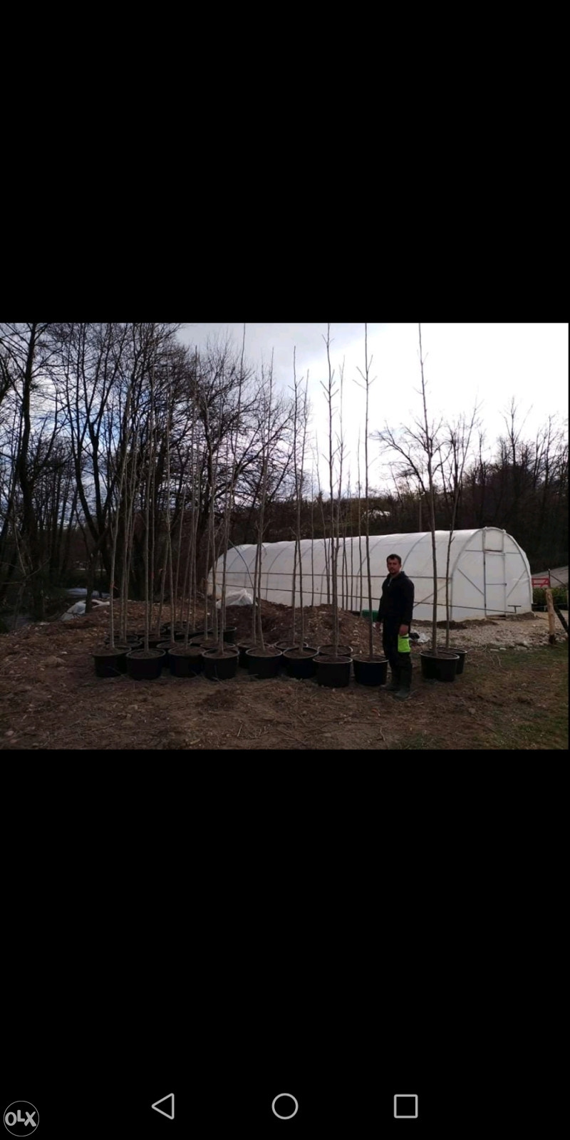 Sadnice platana - Sadnice - OLX.ba