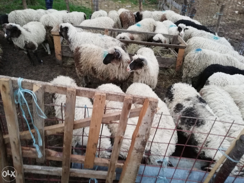 Jagnjad janjad janjci za priplod ili klanje - Ovce - OLX.ba
