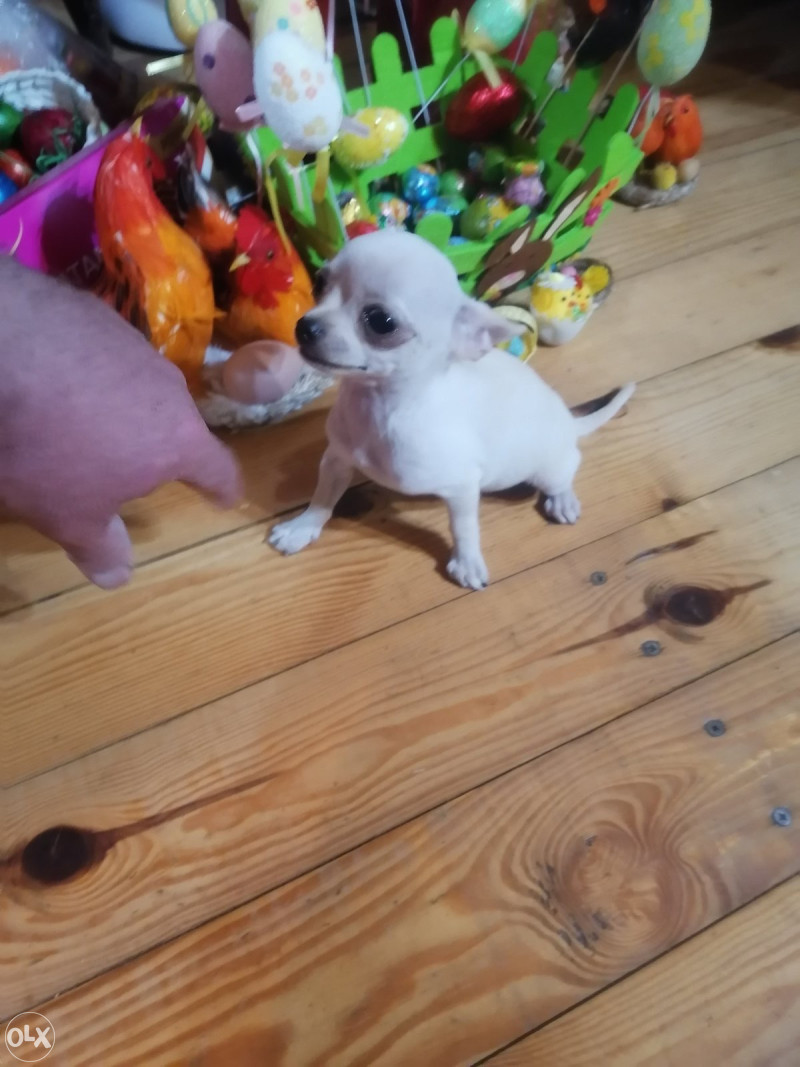 Civava vrhunski MINI MINI beli decak pasos cip bgd - Psi i Štenad - OLX.ba