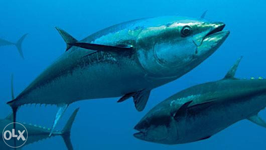 Jadranska Tuna Tunjevina cijela riba komadi - Ribe i morska hrana - OLX.ba