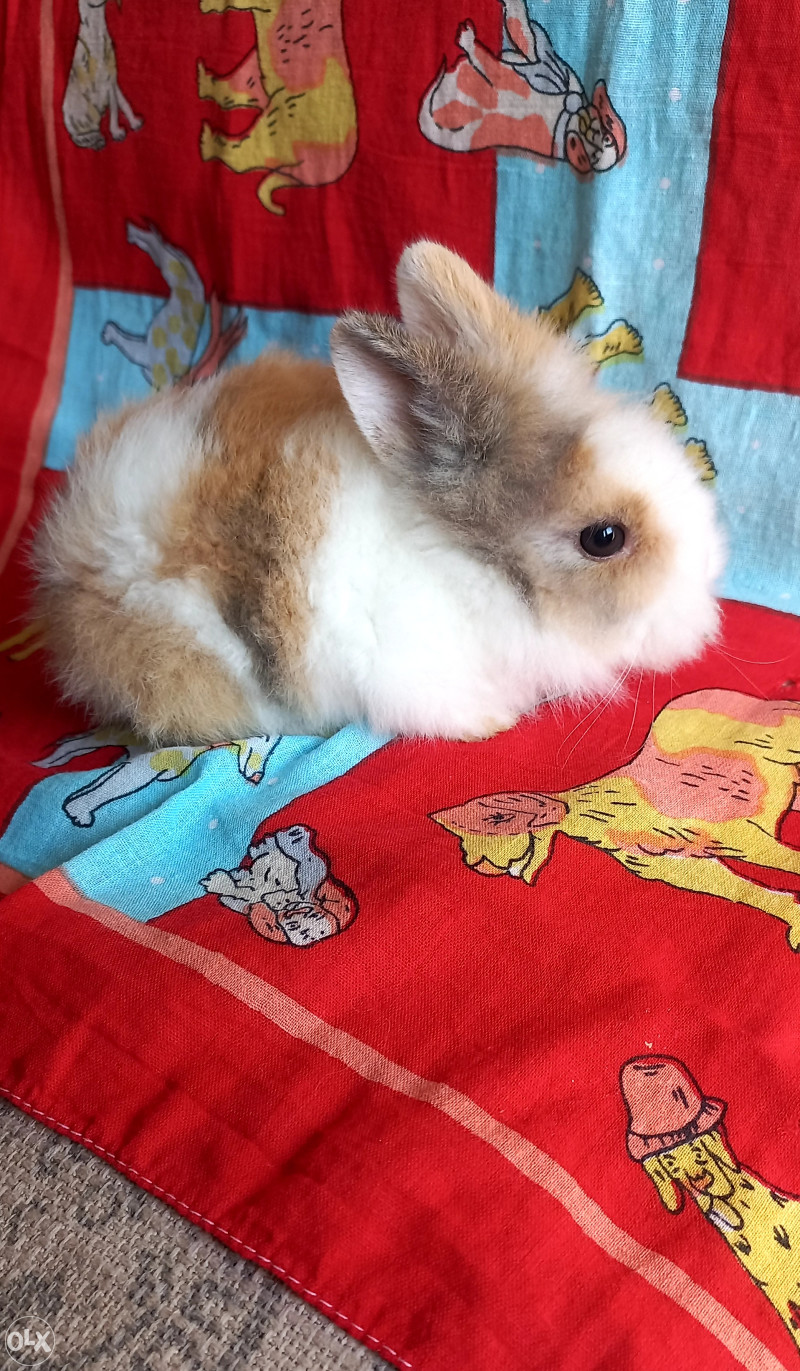 Lavlja glava patuljasti kunic kunici zec zecevi zeko - Kunići - OLX.ba