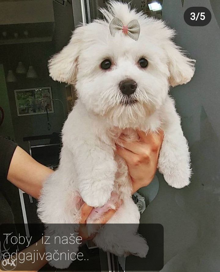 Mini Maltezer stenci maltezeri maltezera, .vrhn pedig - Psi i Štenad ...