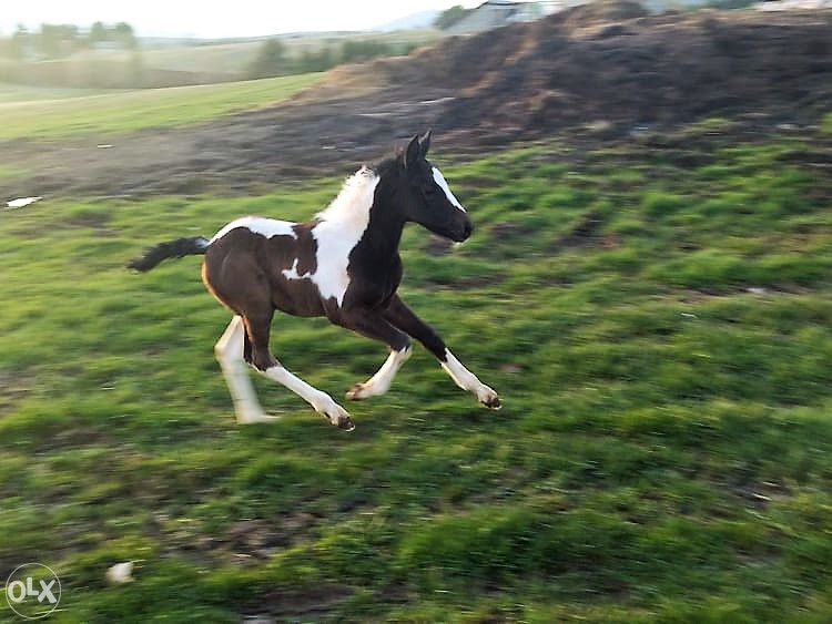 konj kobila ždrijebe - Konji - OLX.ba