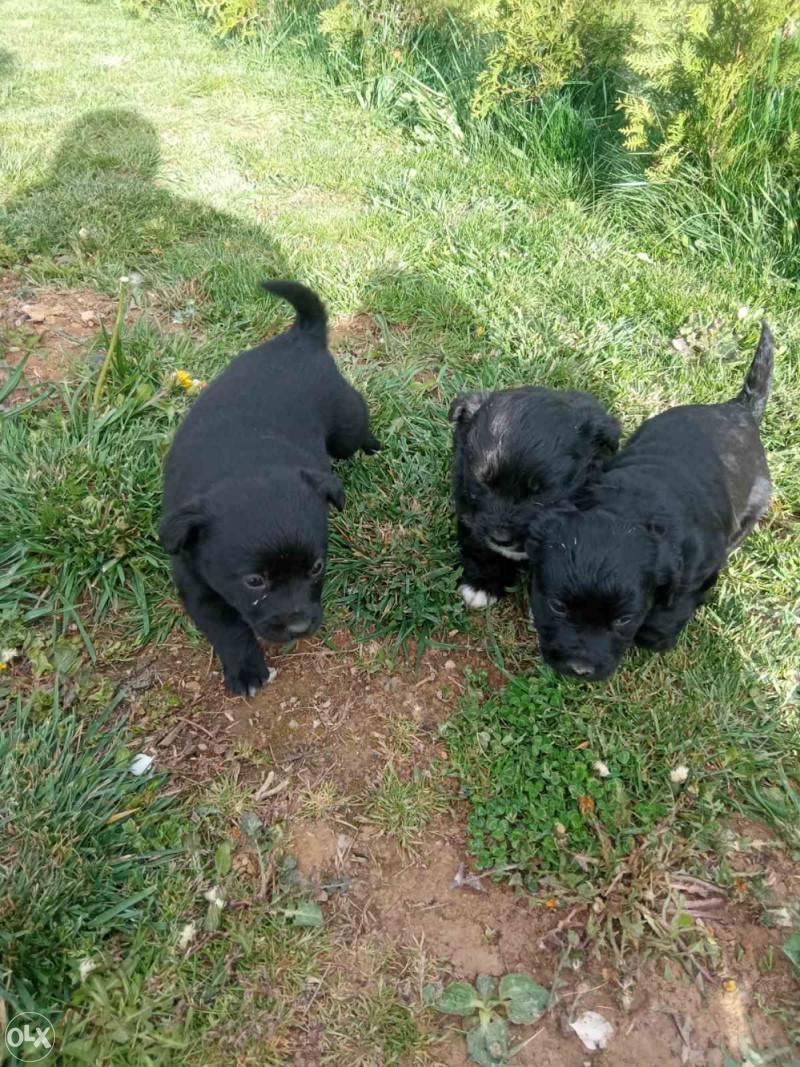 Stenad mjesanci - Psi i Štenad - OLX.ba