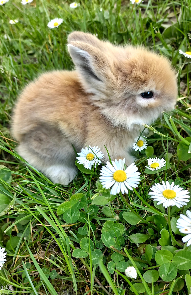 Lavlja glava patuljasti kunic kunici zec zecevi zeko - Kunići - OLX.ba