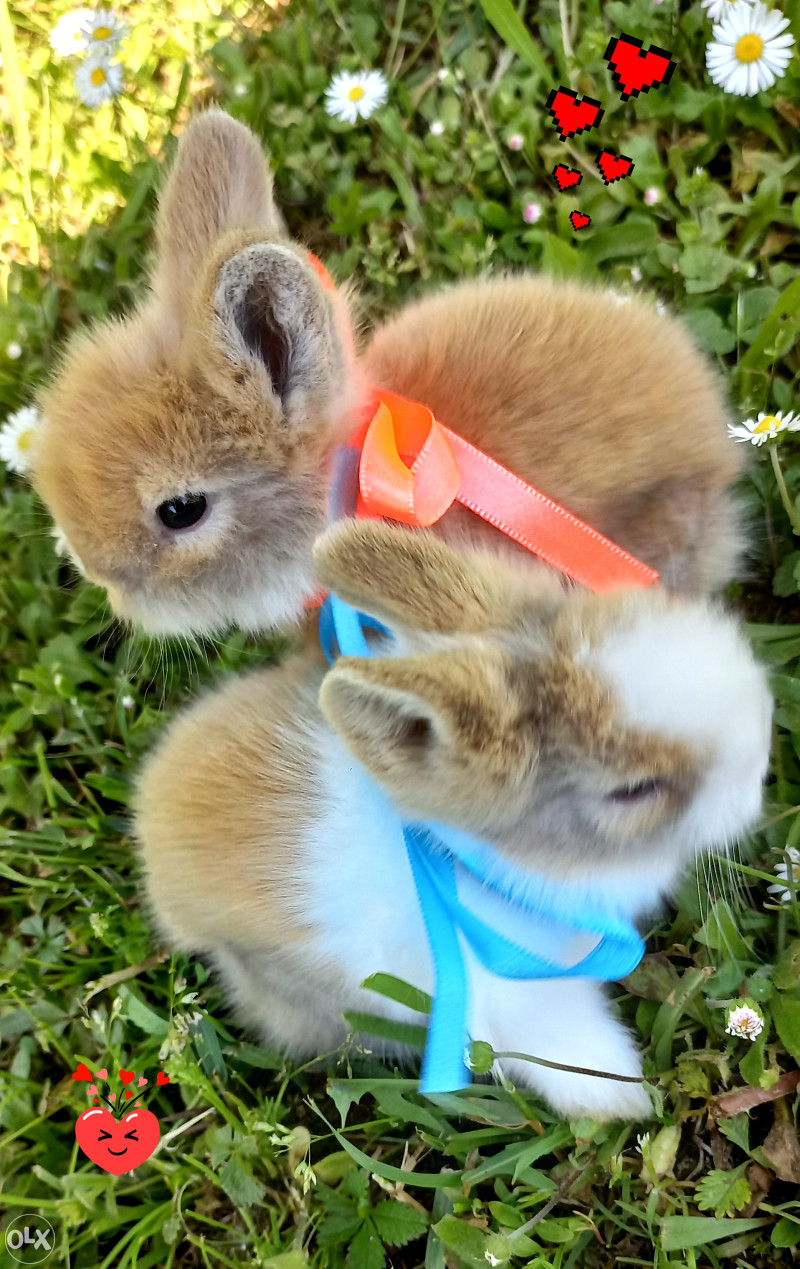 Lavlja glava patuljasti kunic kunici zec zecevi zeko - Kunići - OLX.ba