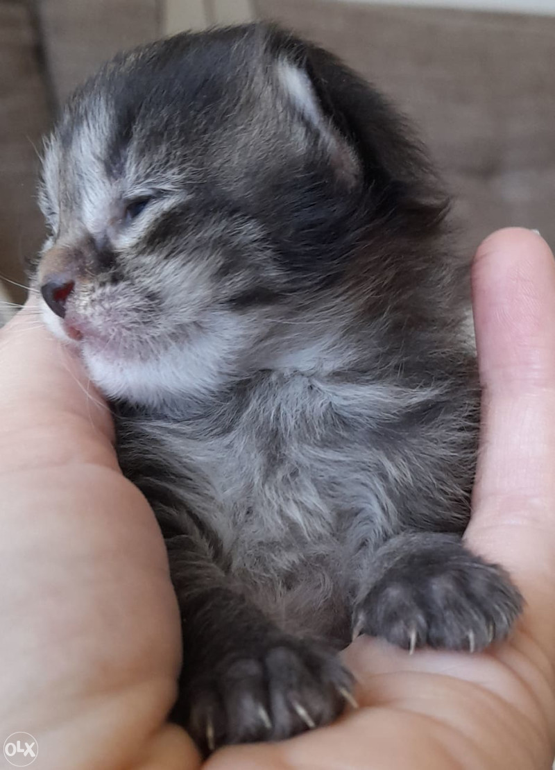 NORVESKA SUMSKA MACKA Mace - Mačke - OLX.ba