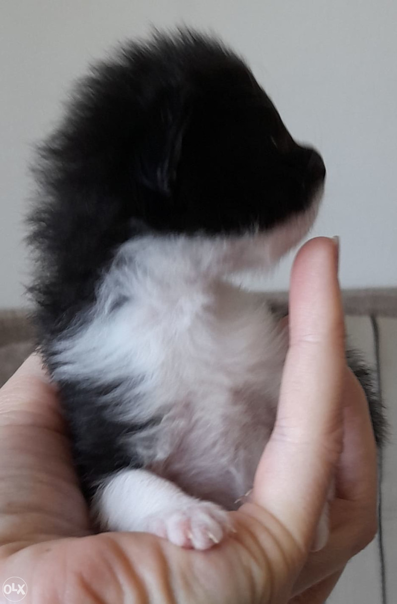 NORVESKA SUMSKA MACKA Mace - Mačke - OLX.ba