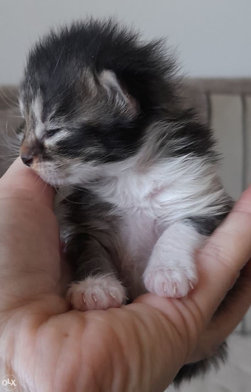 NORVESKA SUMSKA MACKA Mace - Mačke - OLX.ba