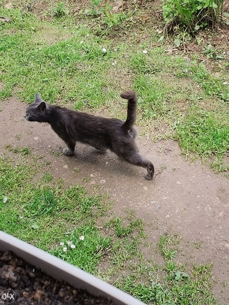 Ruska Plava Macka - Mačke - OLX.ba