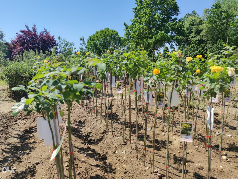 RUŽE STABLAŠICE - ČAJEVKE - PENJAČICE Rasadnik Kalempro - Sadnice - OLX.ba