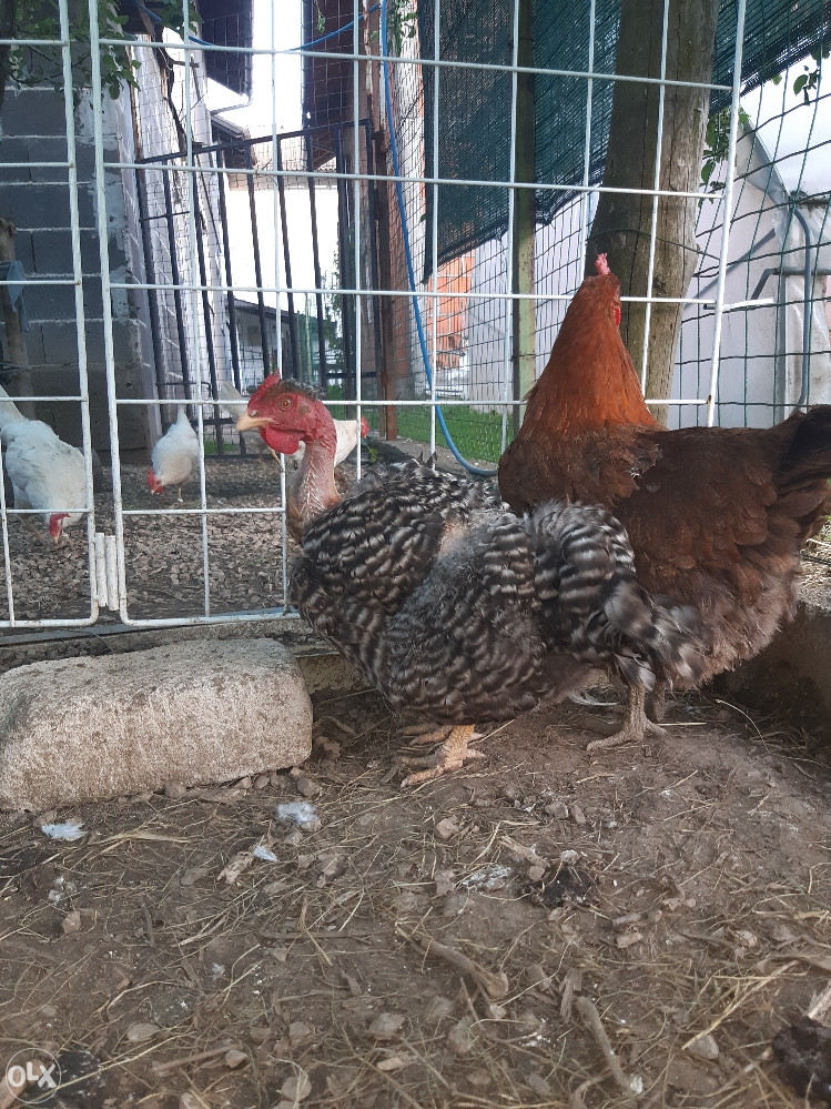 Domace kokoske golosijan - Kokoške - OLX.ba