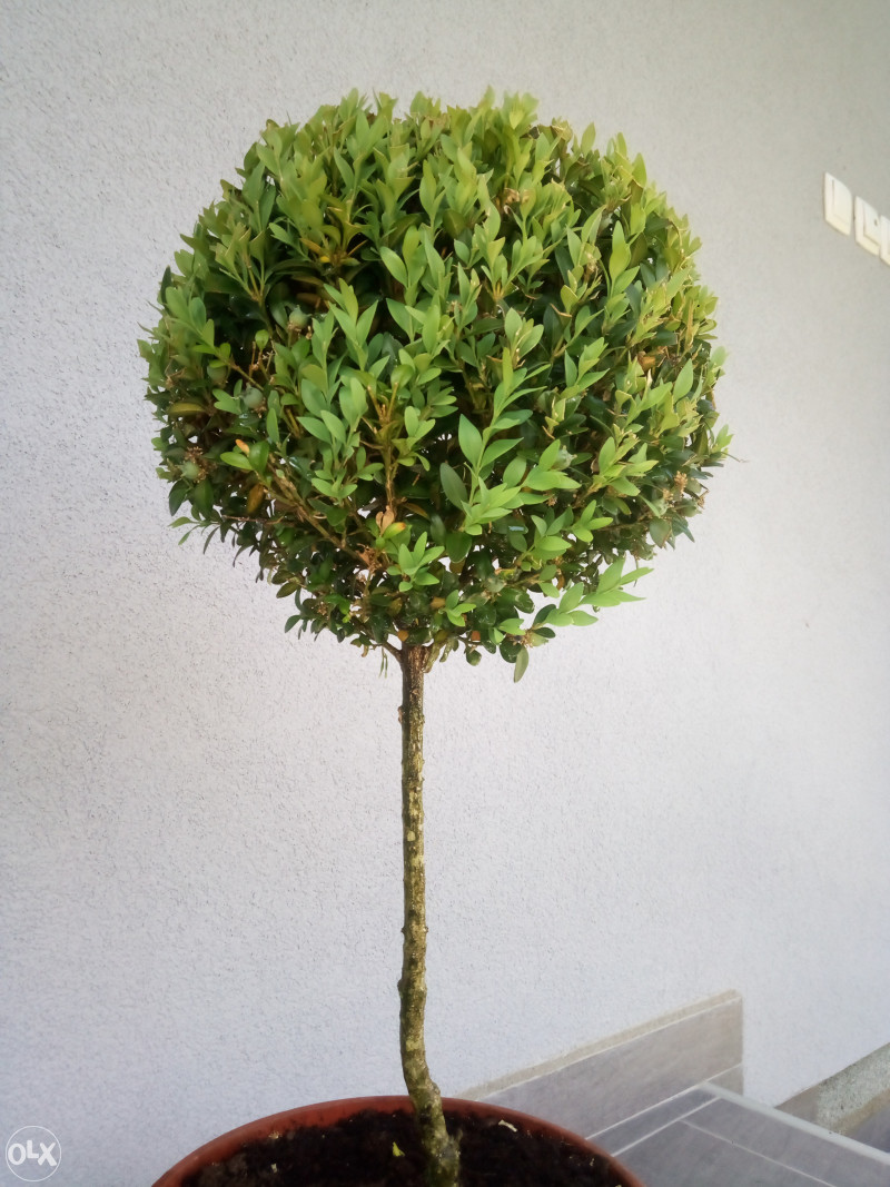 Ukrasne sadnice - Sadnice - OLX.ba