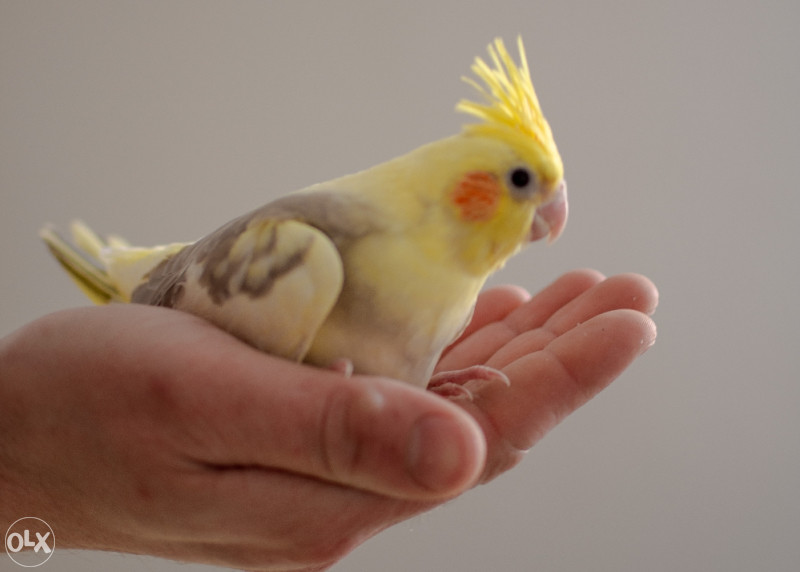 Nimfe nimfa rucno hranjeni - Ptice - OLX.ba