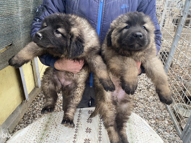 Stenad sarplaninac stenci sarplanince - Psi i Štenad - OLX.ba