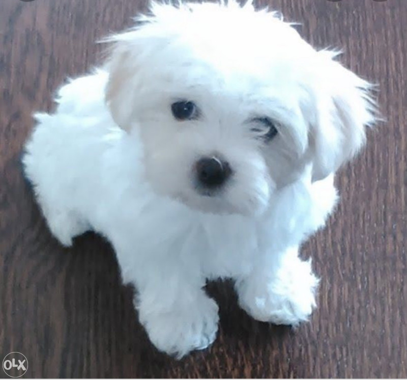 Mini maltezer stenad - Psi i Štenad - OLX.ba