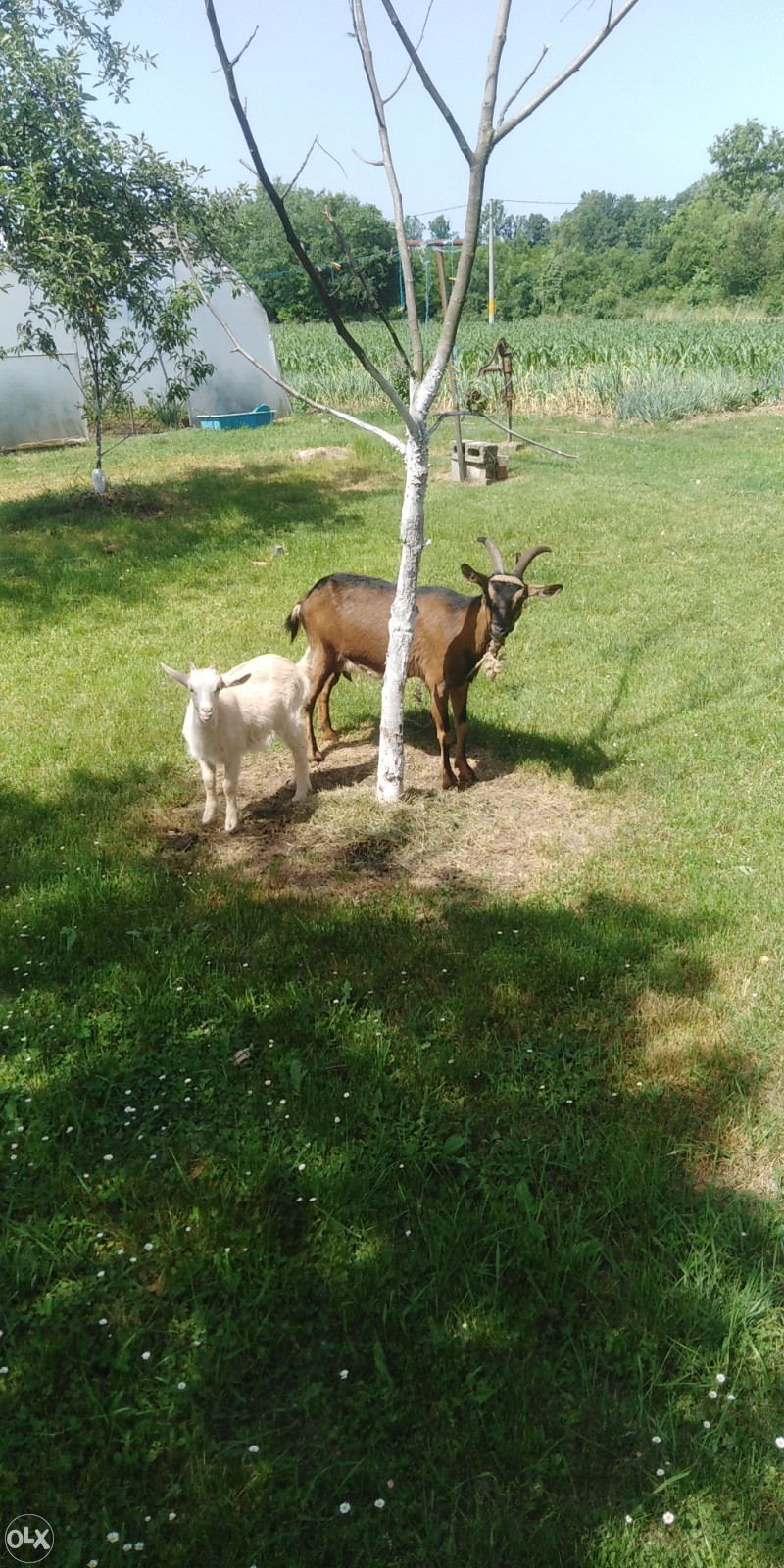 Koza alpska i jare - Koze - OLX.ba