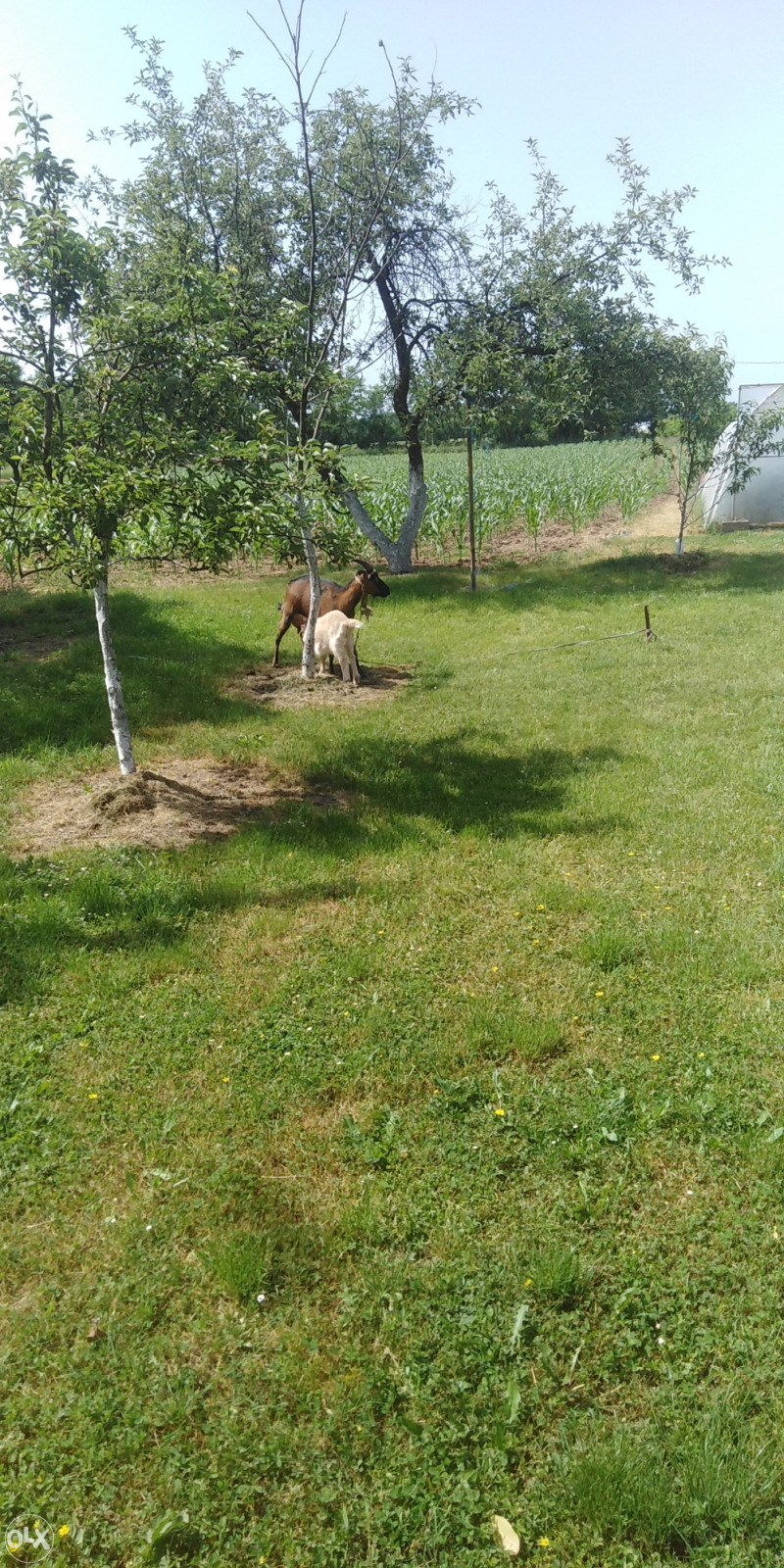 Koza alpska i jare - Koze - OLX.ba