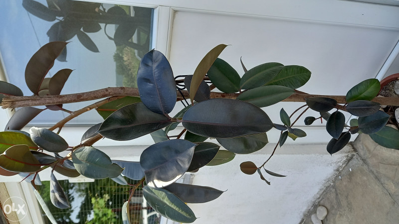 Fikus cvijece - Biljke i cvijeće - OLX.ba