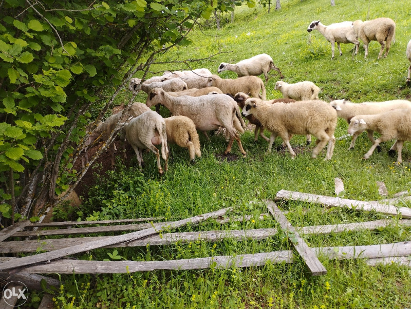 Samo domace,prodaja - Ovce - OLX.ba